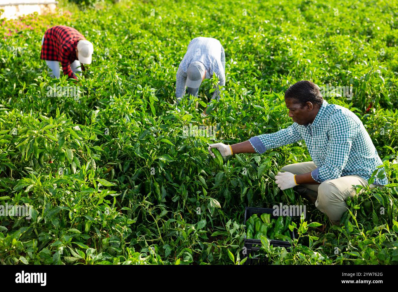Focused african american farmer harvesting peppers on farm plantation ...
