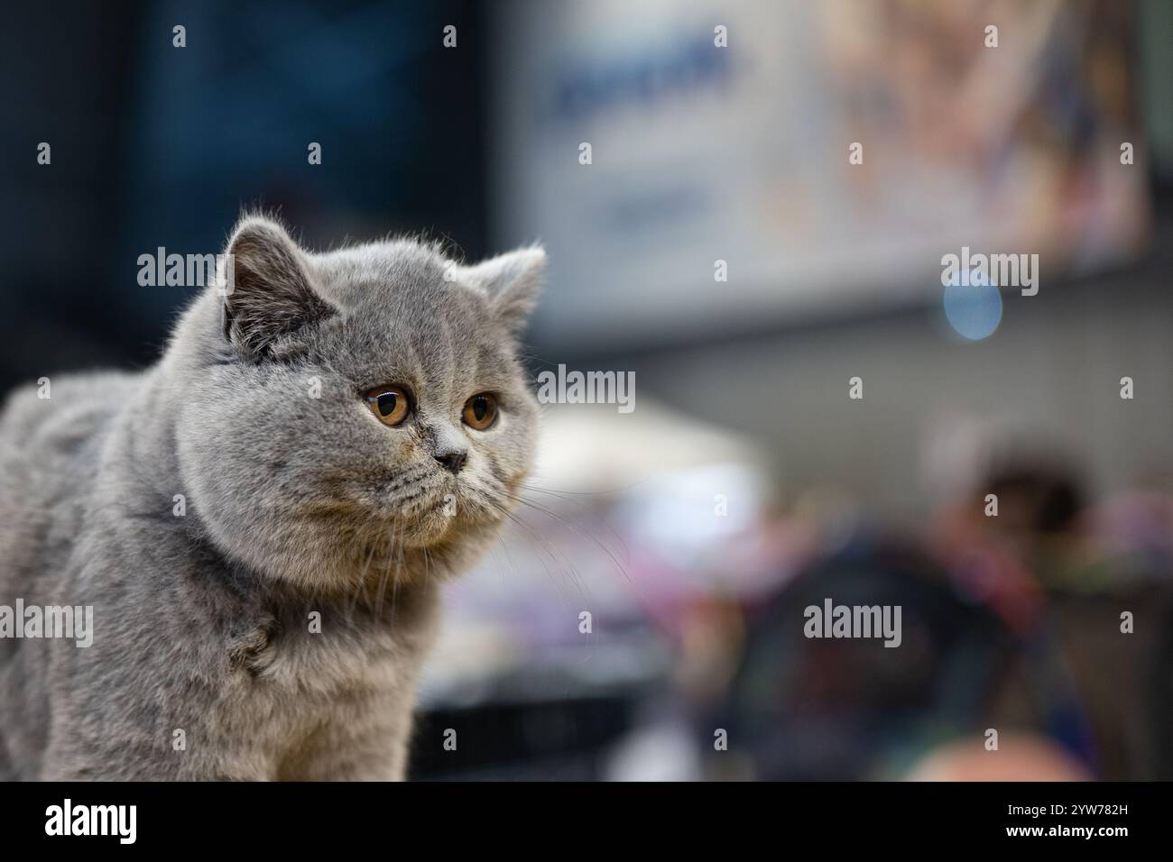 Cat portrait. Cat show. Purebred Cat Stock Photo - Alamy