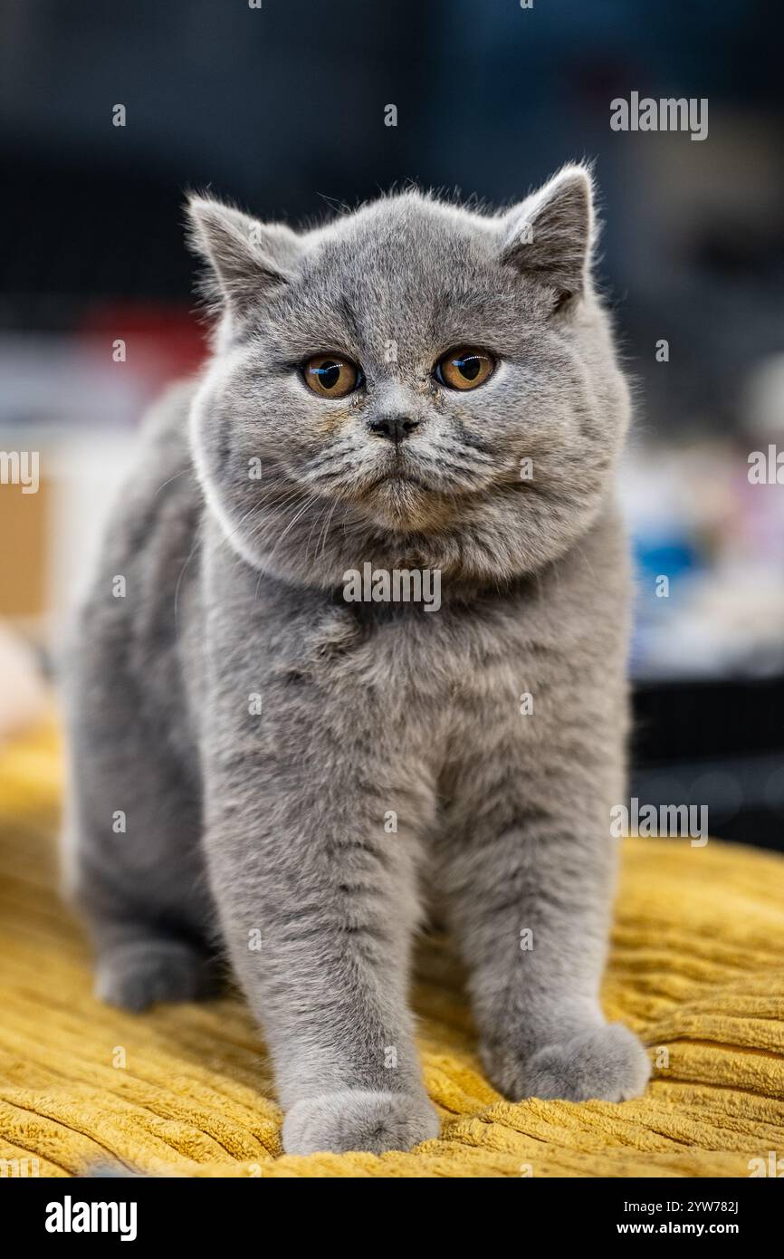 Cat portrait. Cat show. Purebred Cat Stock Photo - Alamy