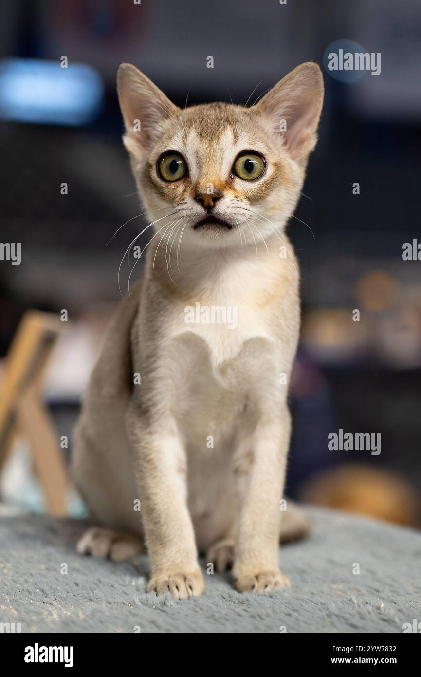 Singapura cat hi-res stock photography and images - Alamy