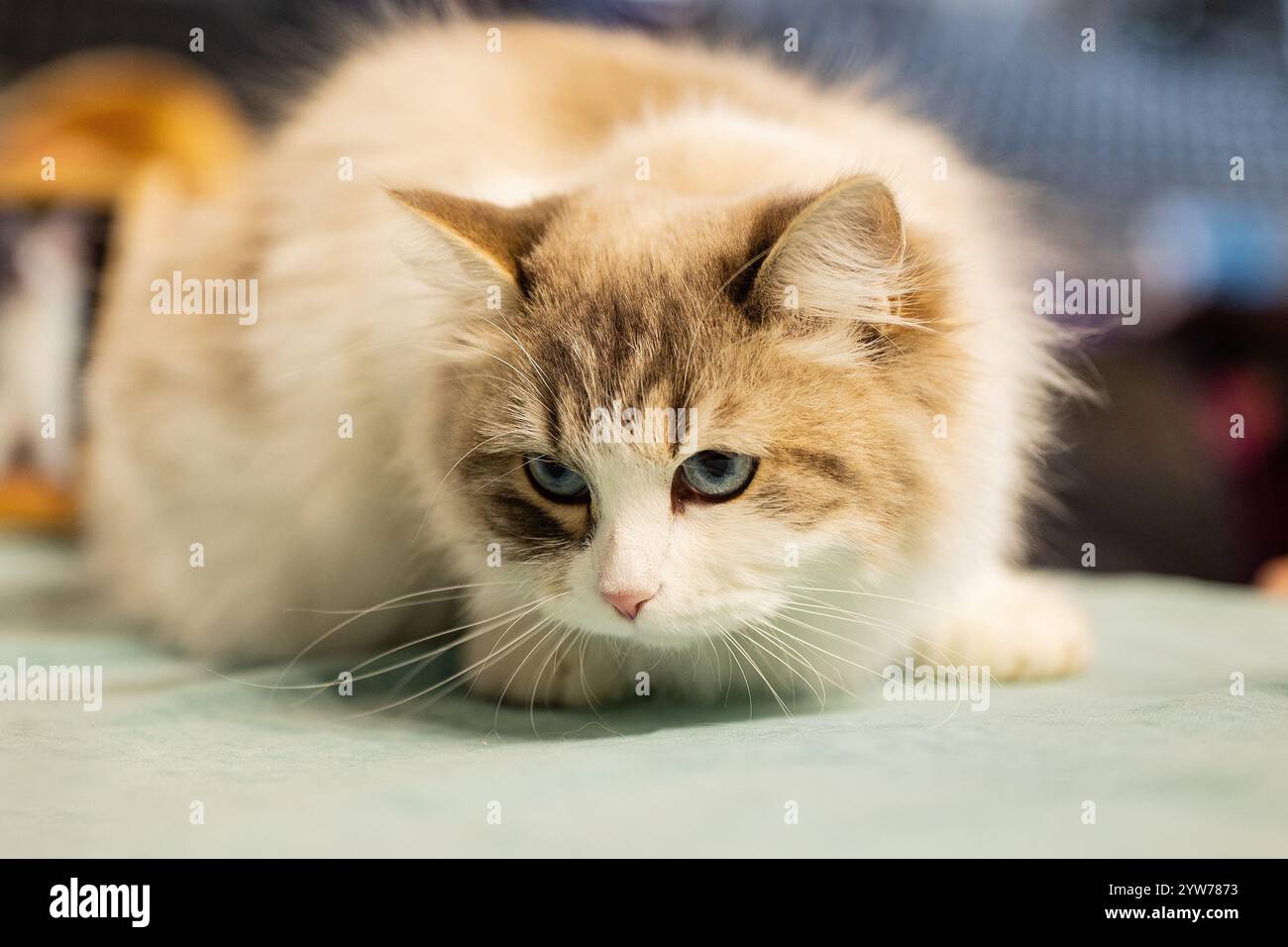 Cat portrait. Cat show. Purebred Cat Stock Photo - Alamy