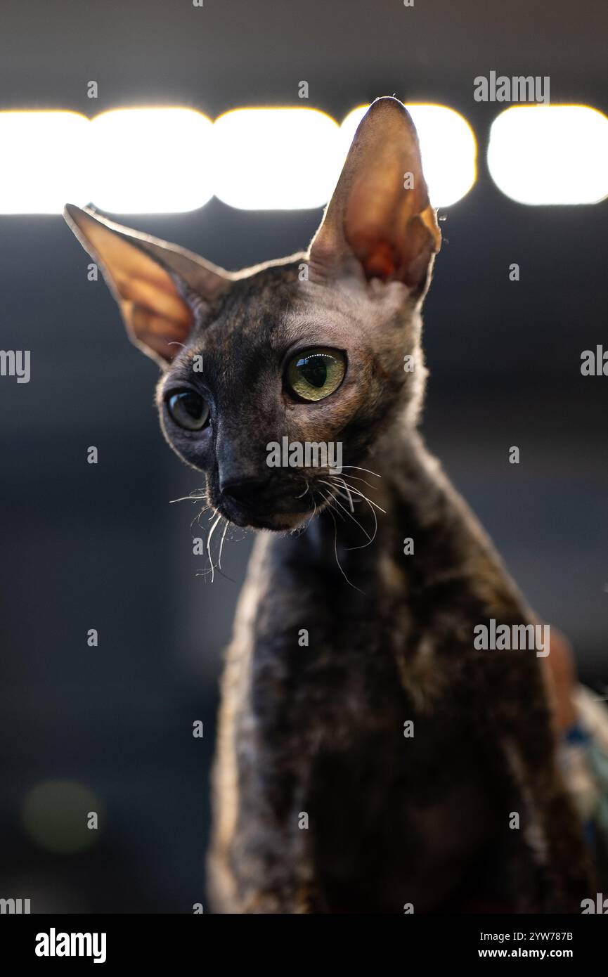 Cat portrait. Cat show. Purebred Cat Stock Photo - Alamy