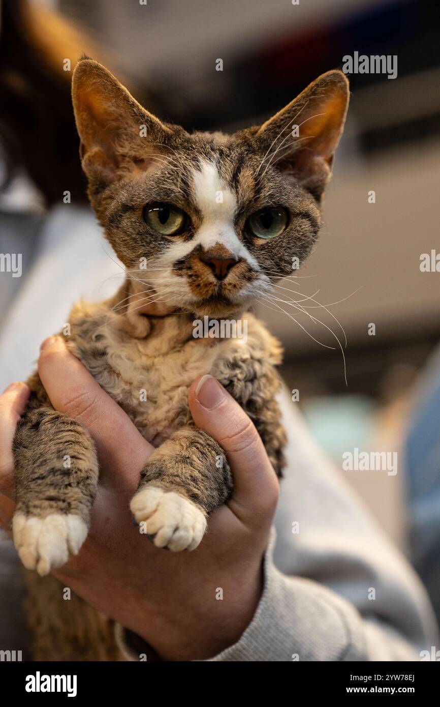 Cat portrait. Cat show. Purebred Cat Stock Photo - Alamy