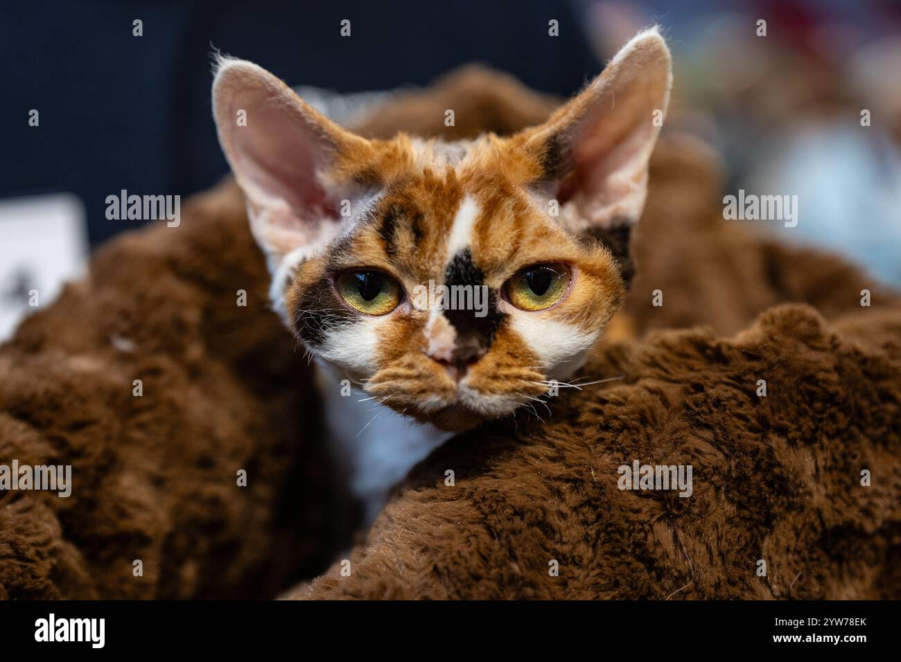 Cat portrait. Cat show. Purebred Cat Stock Photo - Alamy