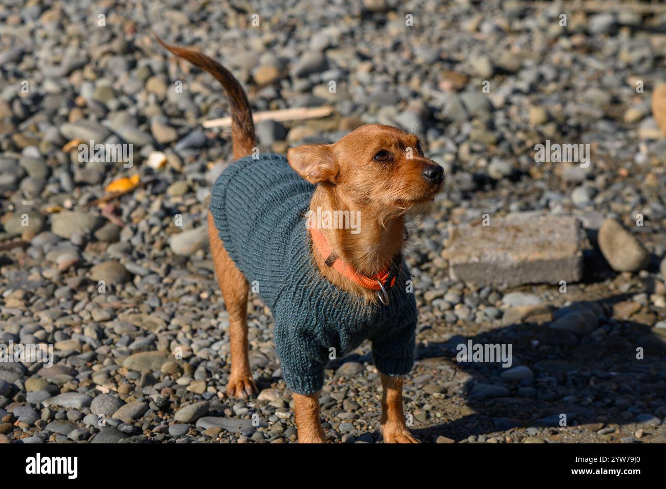 Adorable dog wearing a warm sweater enjoys a stroll along a pebbled ...