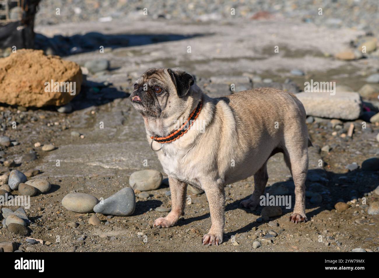 A cute pug stands on a rocky beach, enjoying the coastal breeze and ...