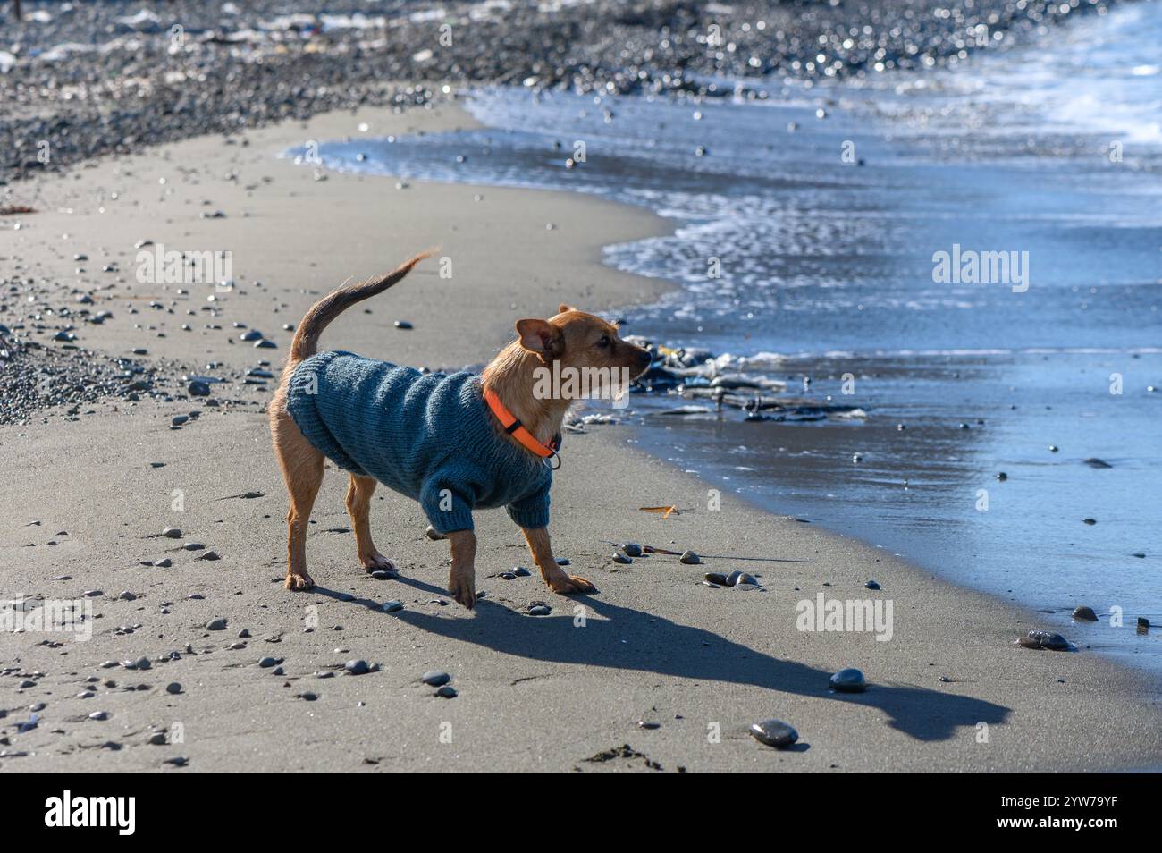A small dog dressed in a warm sweater explores the sandy beach ...