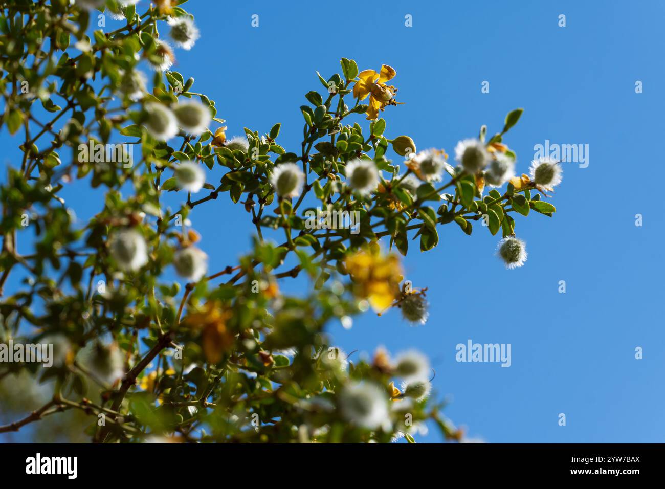 A creosote bush (Larrea tridentata) in bloom, showcasing its small ...