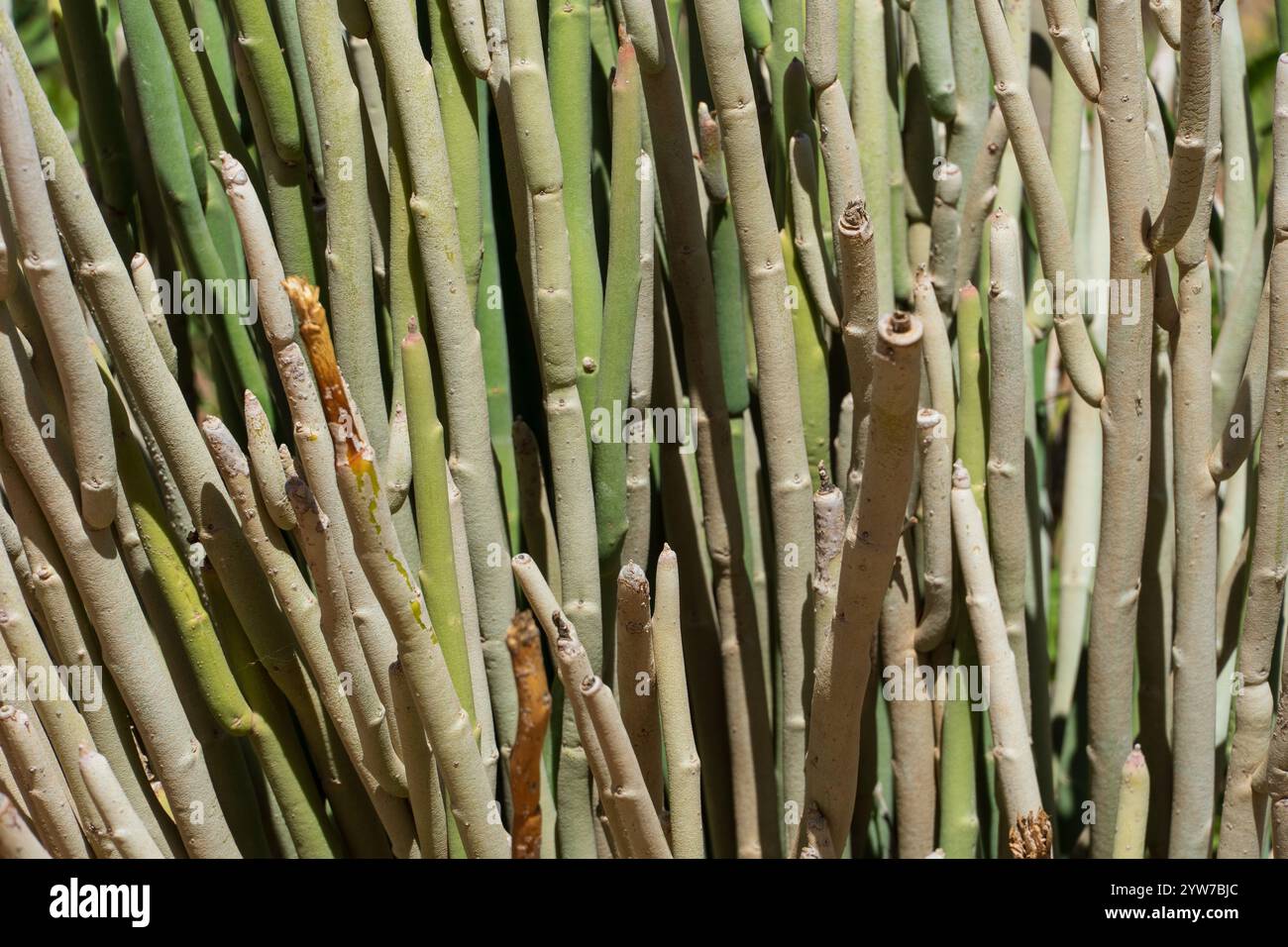 Close up jungle grass plants hi-res stock photography and images - Alamy