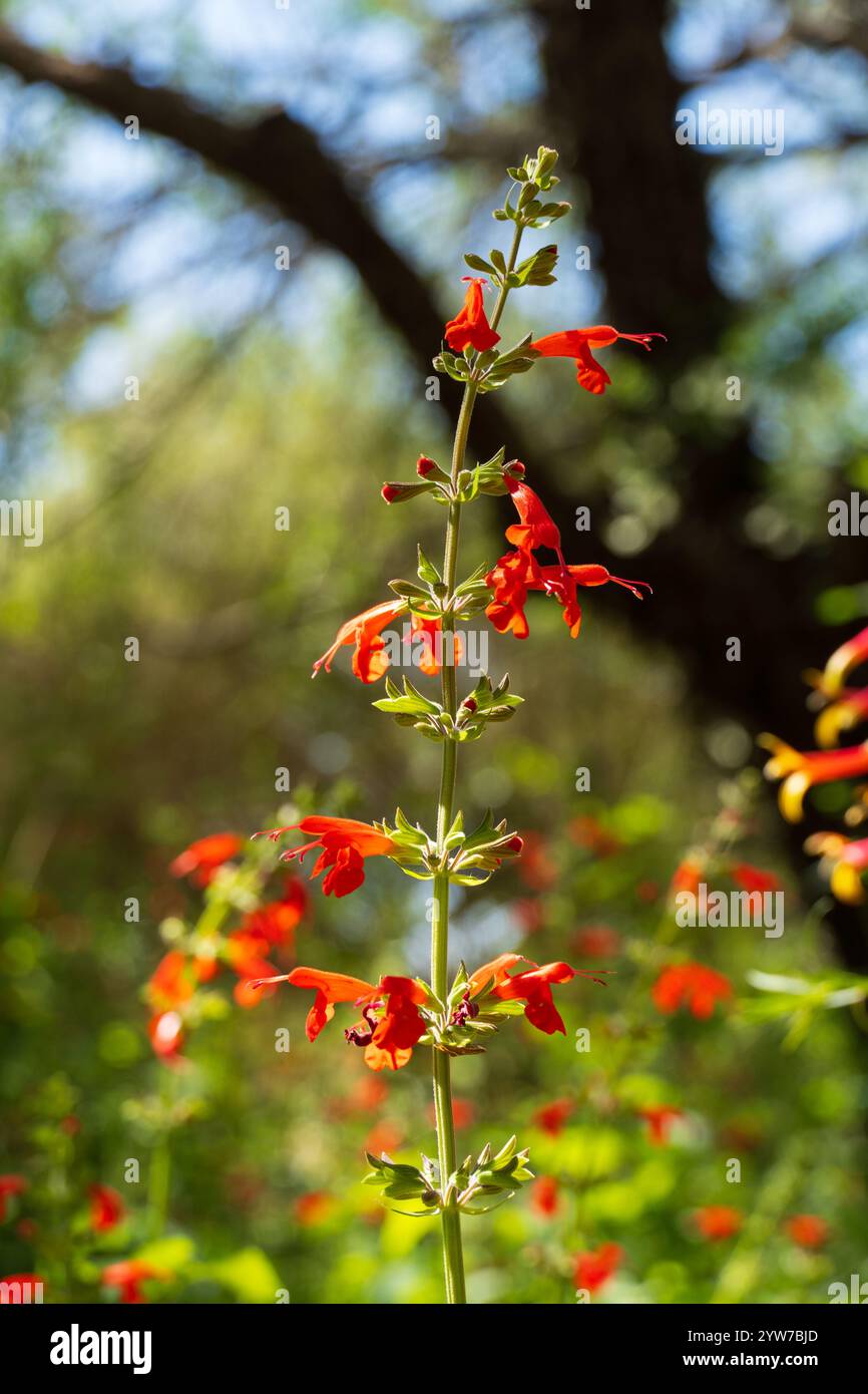 A tall stem of bright red desert wildflowers stands out in an Arizona ...