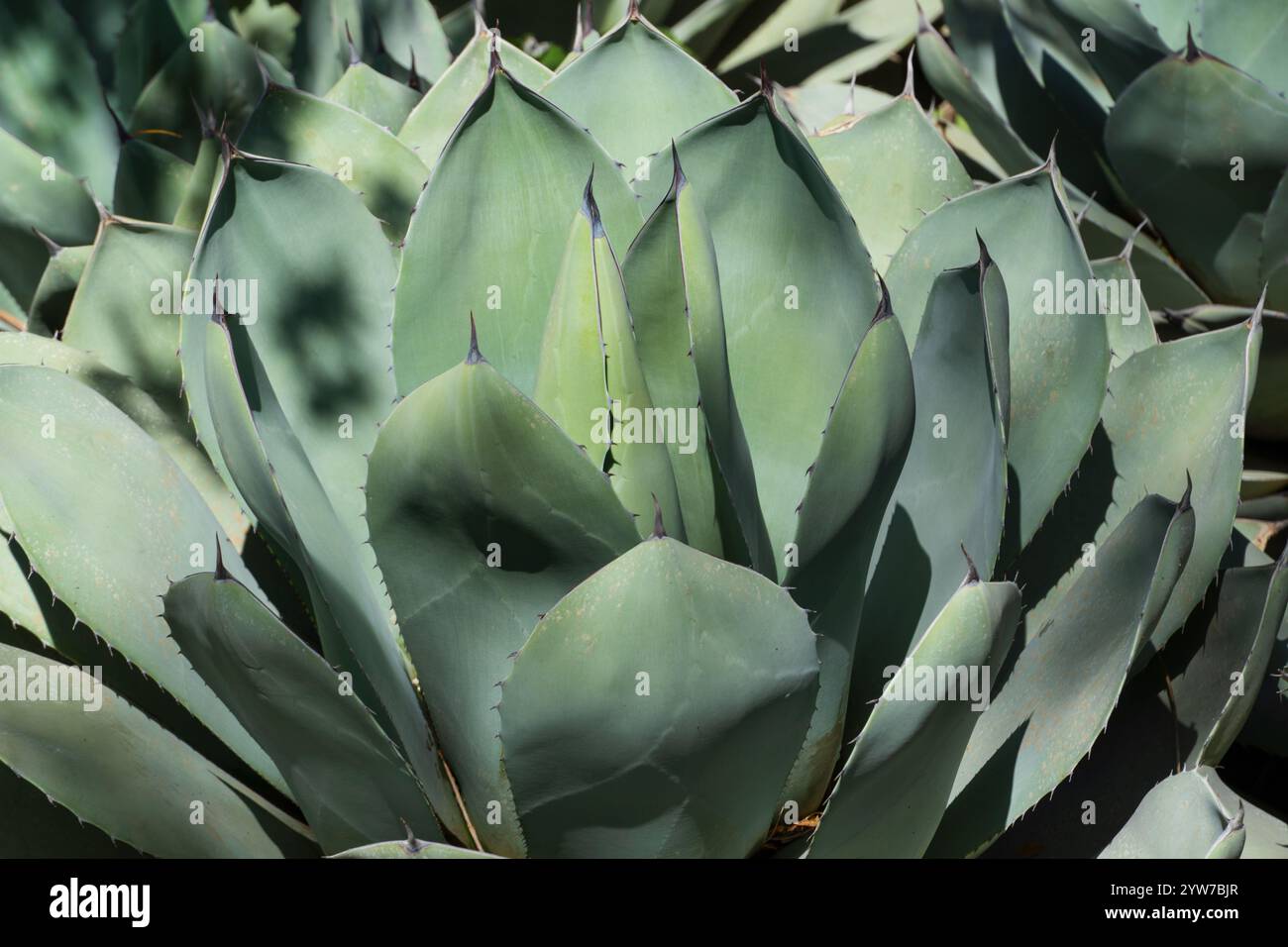 A detailed view of an agave plant thriving in the Arizona desert. The ...