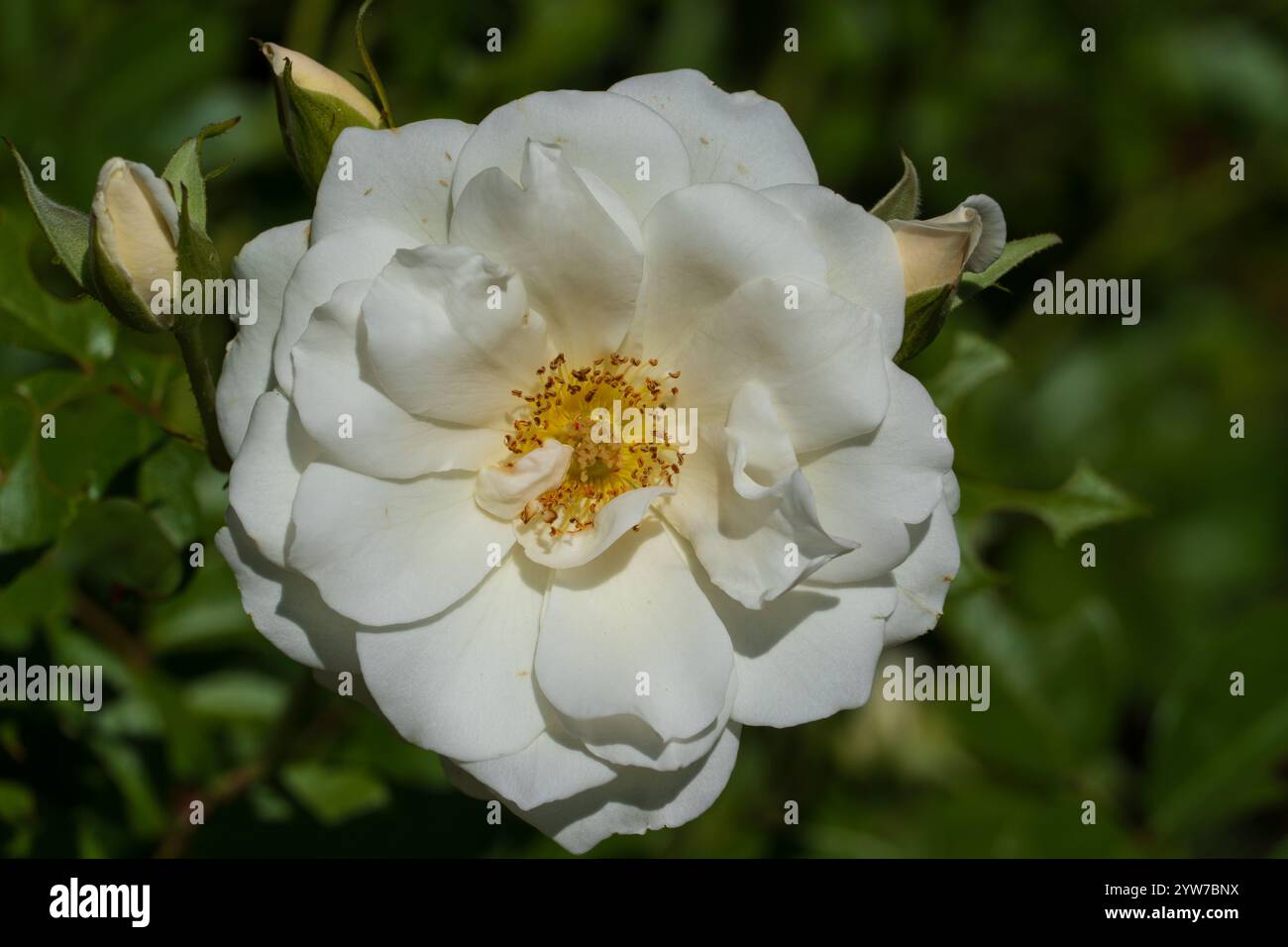 A close-up of a single white desert rose standing out against the lush ...