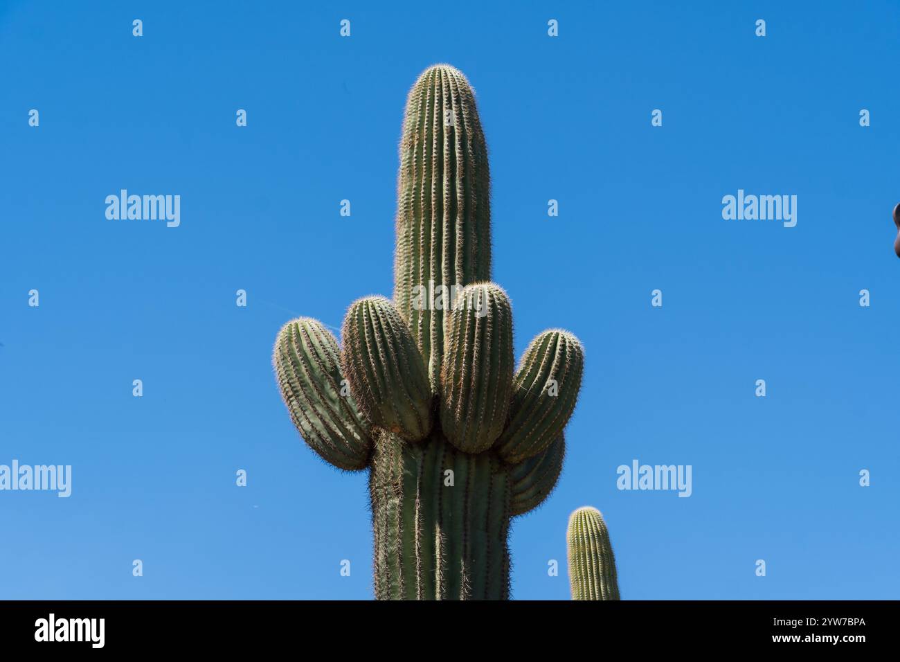 A prominent saguaro cactus stands tall under a vibrant blue sky ...