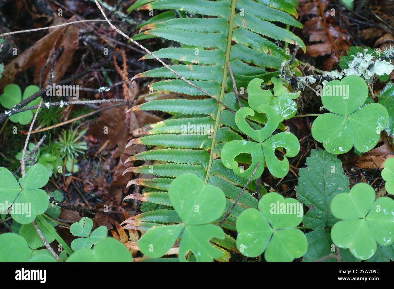 Lush greenery of Oregon's Cascade Range Stock Photo - Alamy