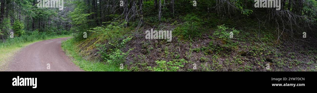 Lush greenery of Oregon's Cascade Range Stock Photo - Alamy