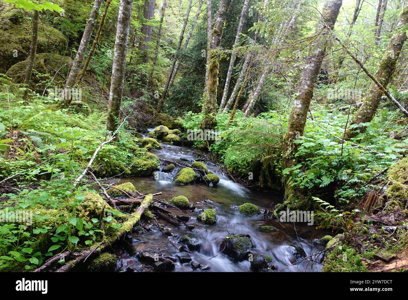 Lush greenery of Oregon's Cascade Range Stock Photo - Alamy