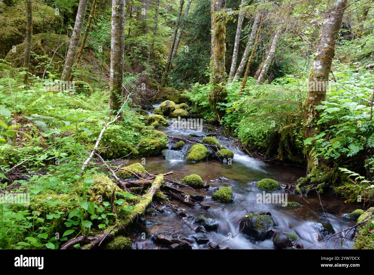 Lush greenery of Oregon's Cascade Range Stock Photo - Alamy