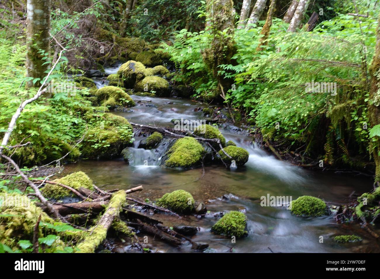 Lush greenery of Oregon's Cascade Range Stock Photo - Alamy