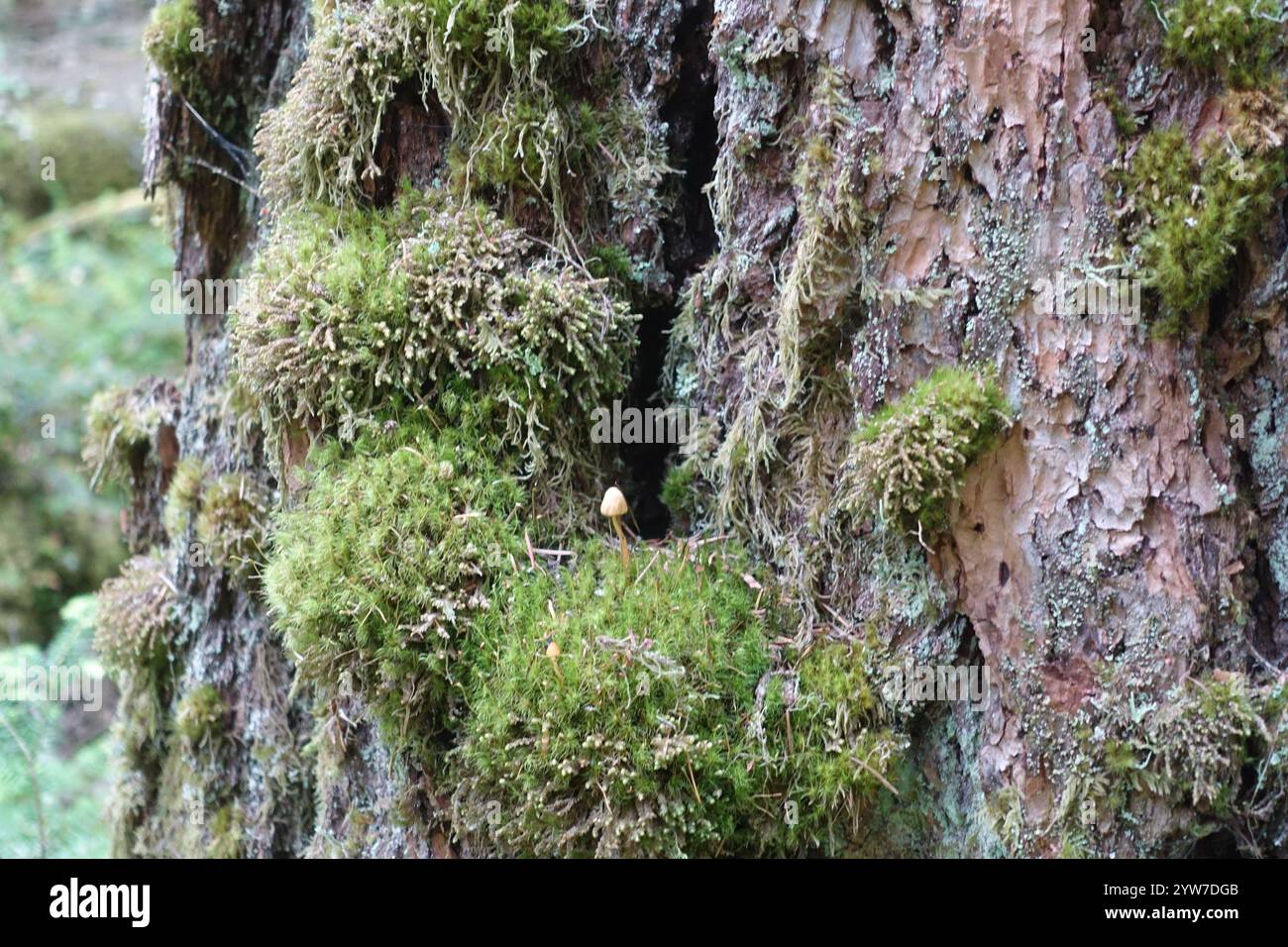 Lush greenery of Oregon's Cascade Range Stock Photo - Alamy