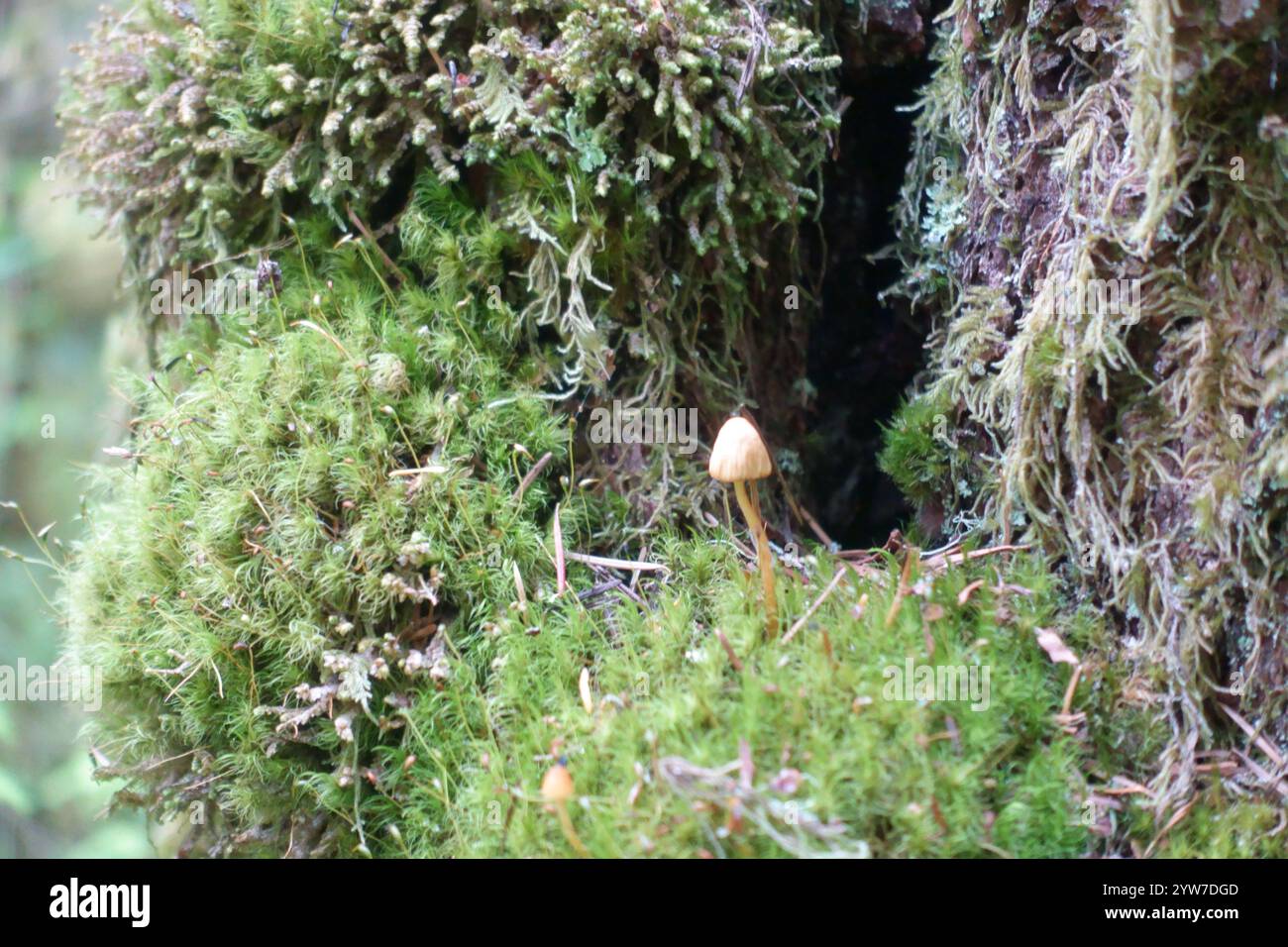 Lush greenery of Oregon's Cascade Range Stock Photo - Alamy