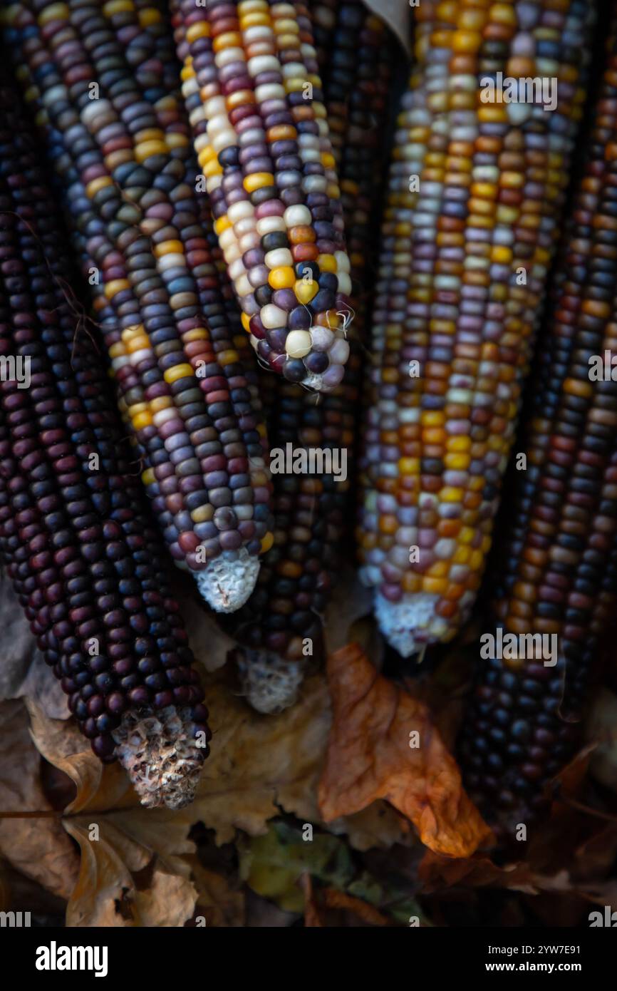 Indian Corn, with its rich array of multicolored kernels in hues of ...