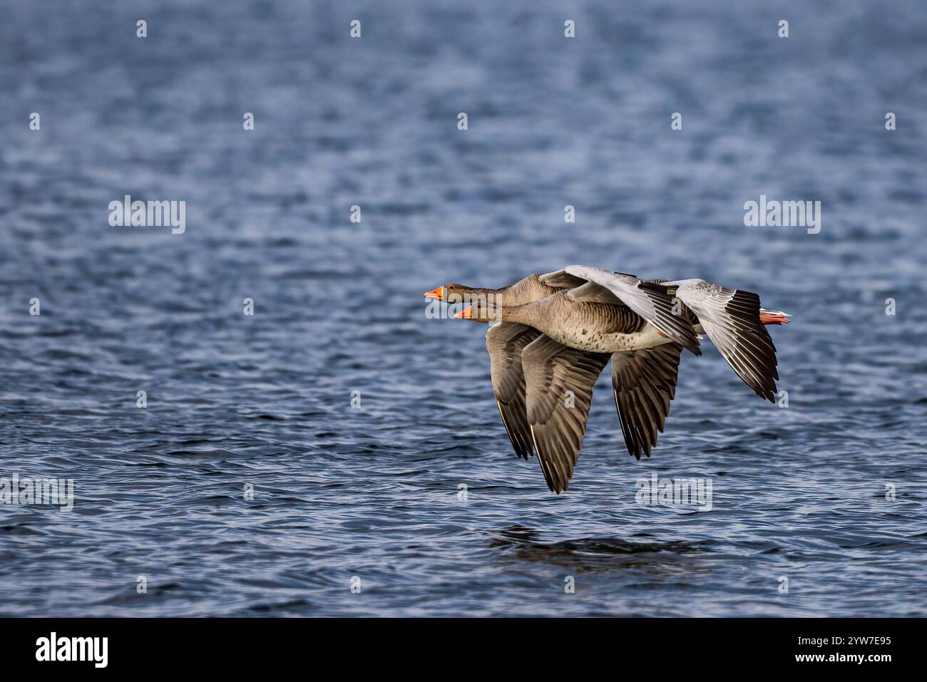 Geese flying in close formation Stock Photo - Alamy