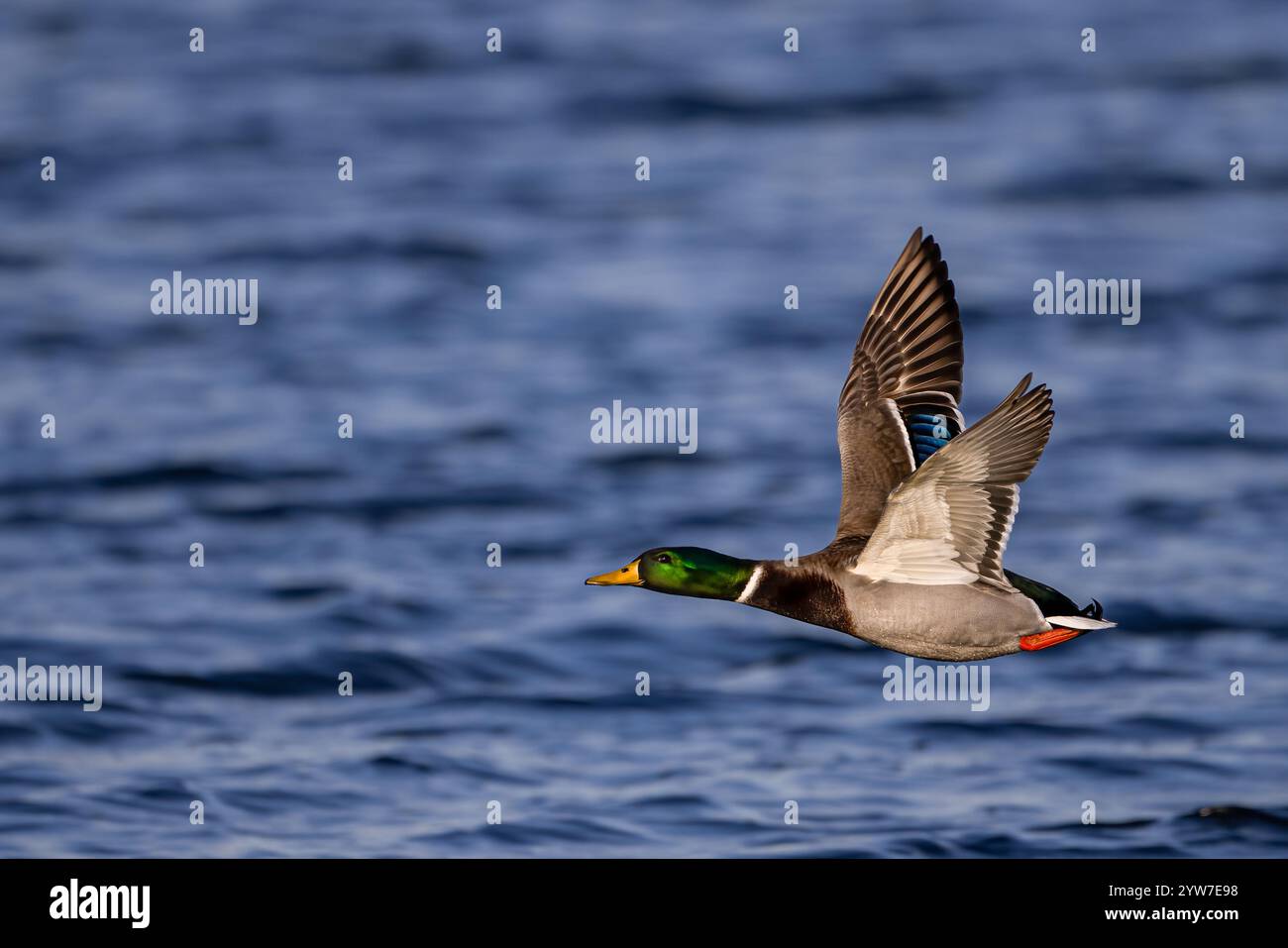 Flying Mallard across water Stock Photo - Alamy