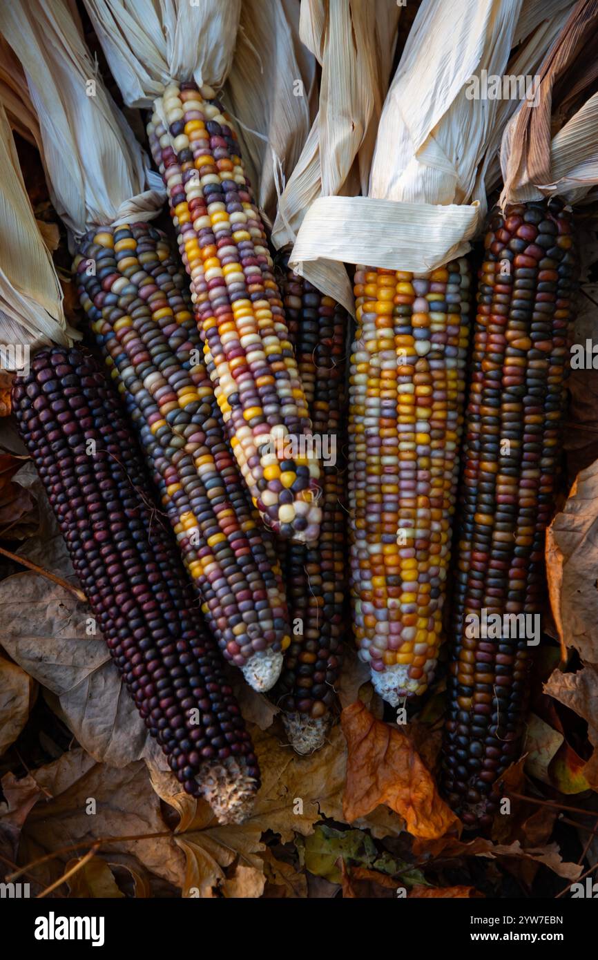 Indian Corn, with its rich array of multicolored kernels in hues of ...