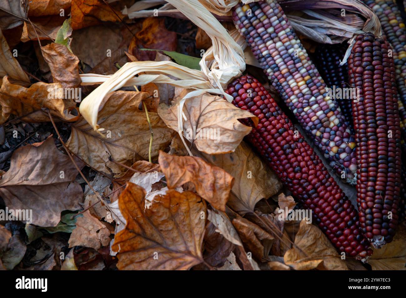 Indian Corn, with its rich array of multicolored kernels in hues of ...