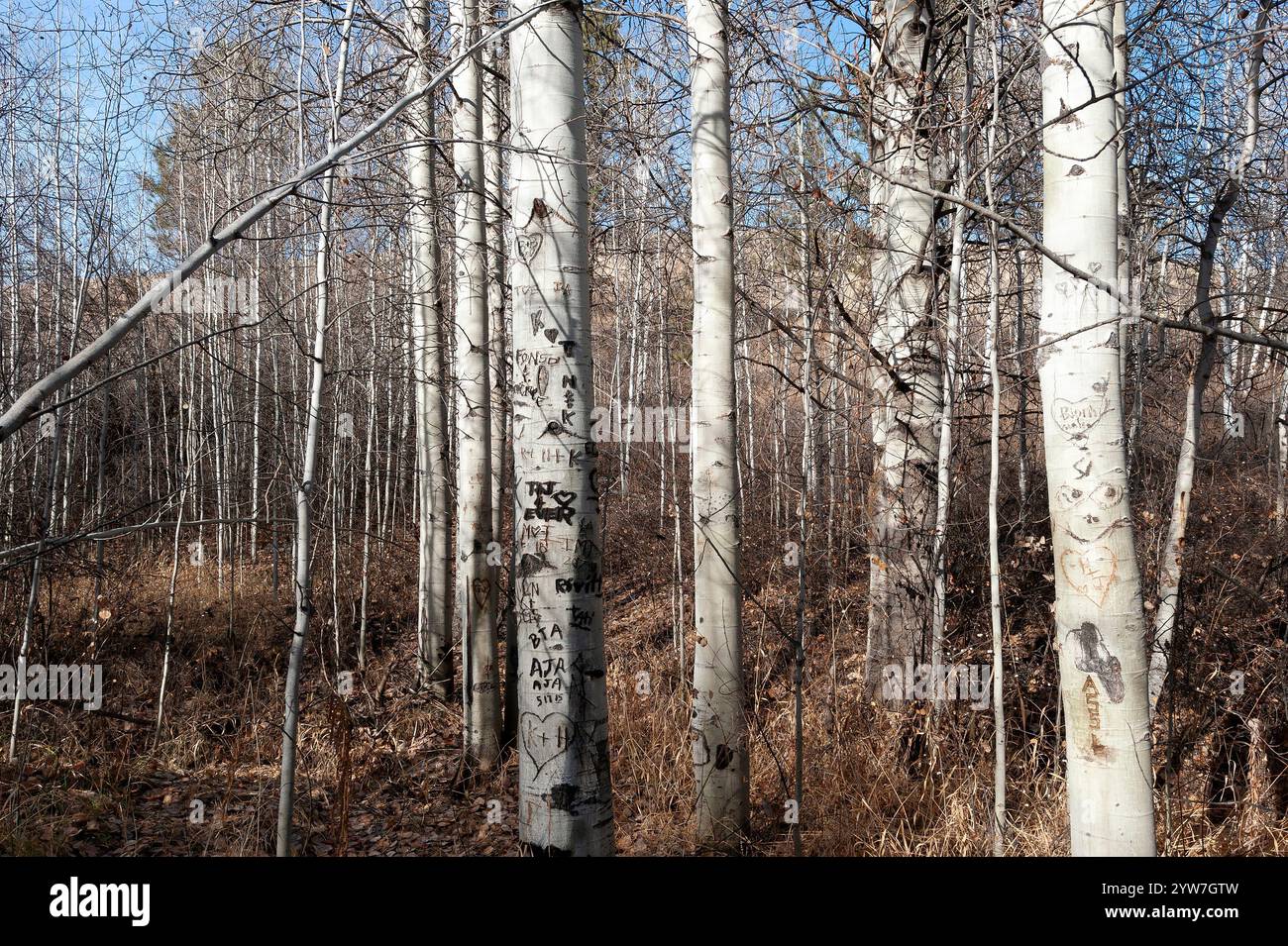 Vandalized tree hi-res stock photography and images - Alamy