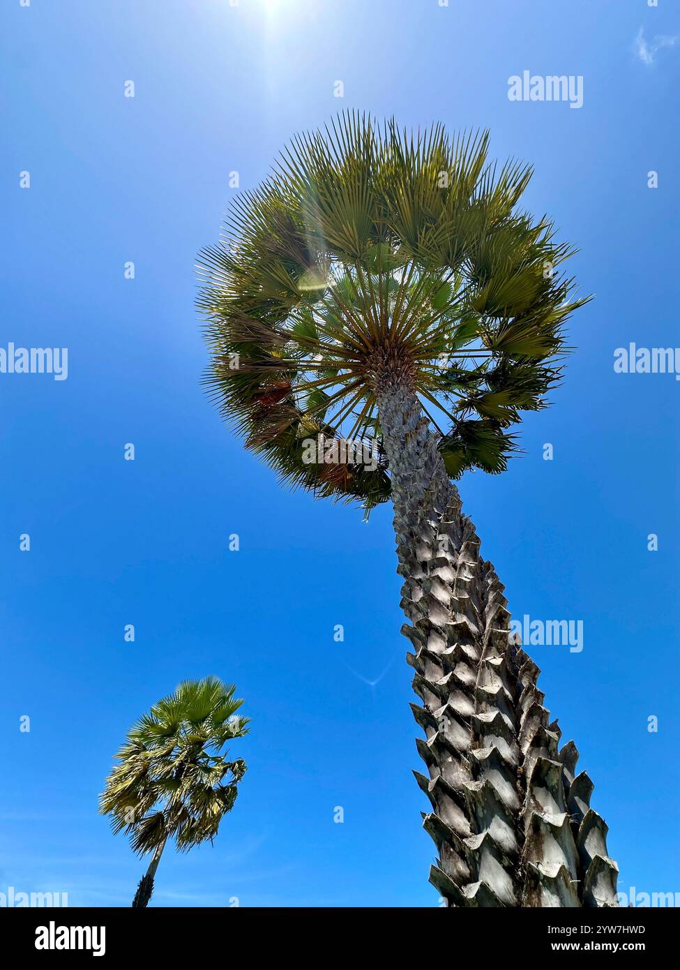 Carnauba tree hi-res stock photography and images - Alamy