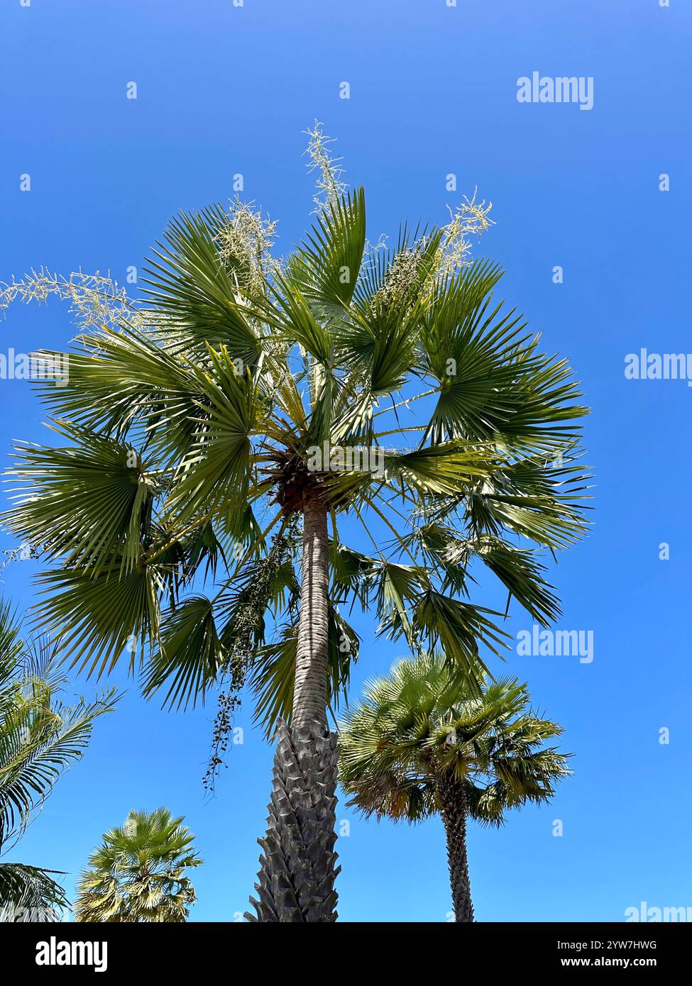 Carnauba tree hi-res stock photography and images - Alamy