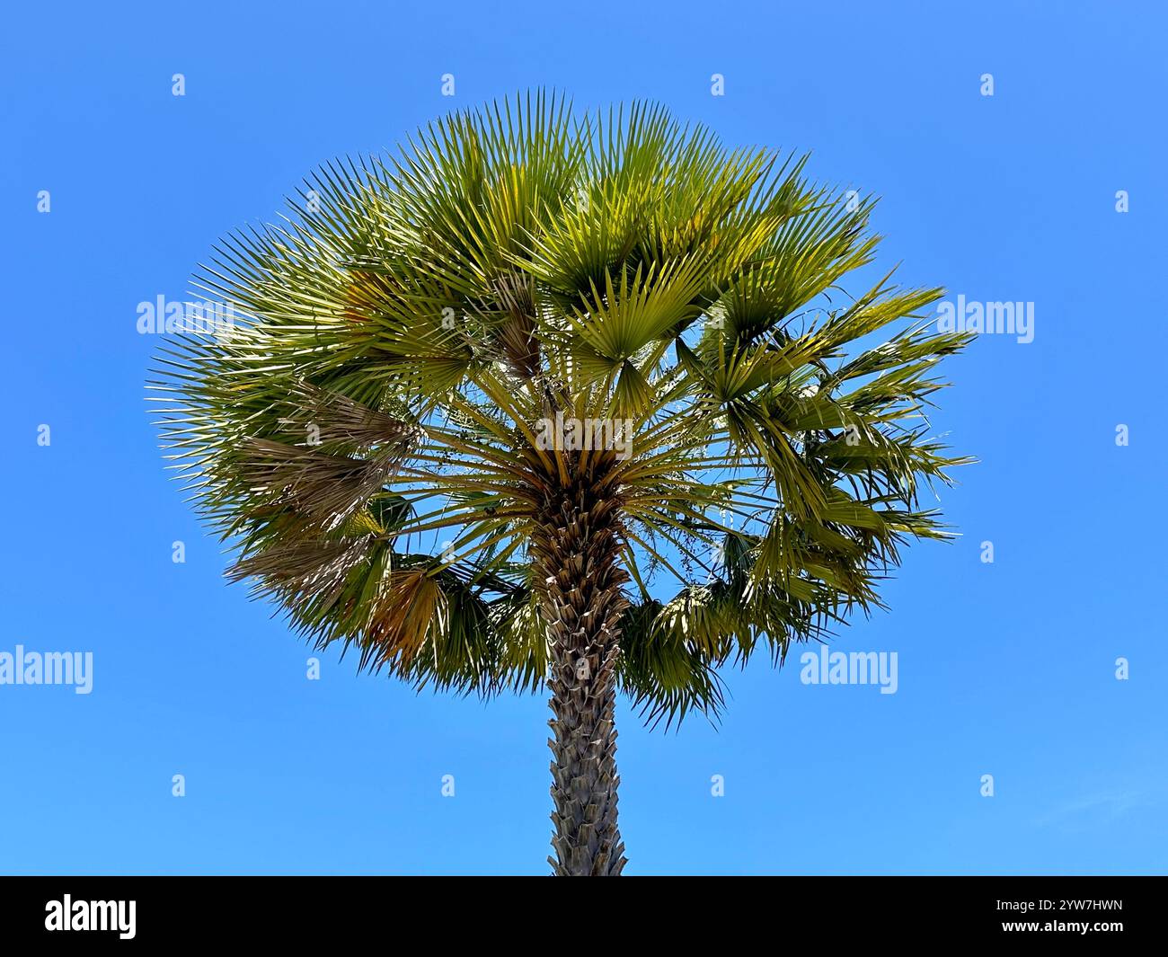Carnauba Tree Against Blue Sky Background Stock Photo - Alamy