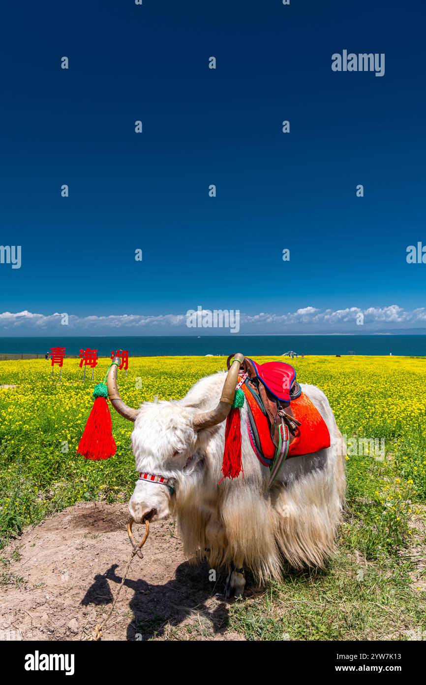Yak on the shore of Qinghai Lake is full of rapeseed. The Chinese ...