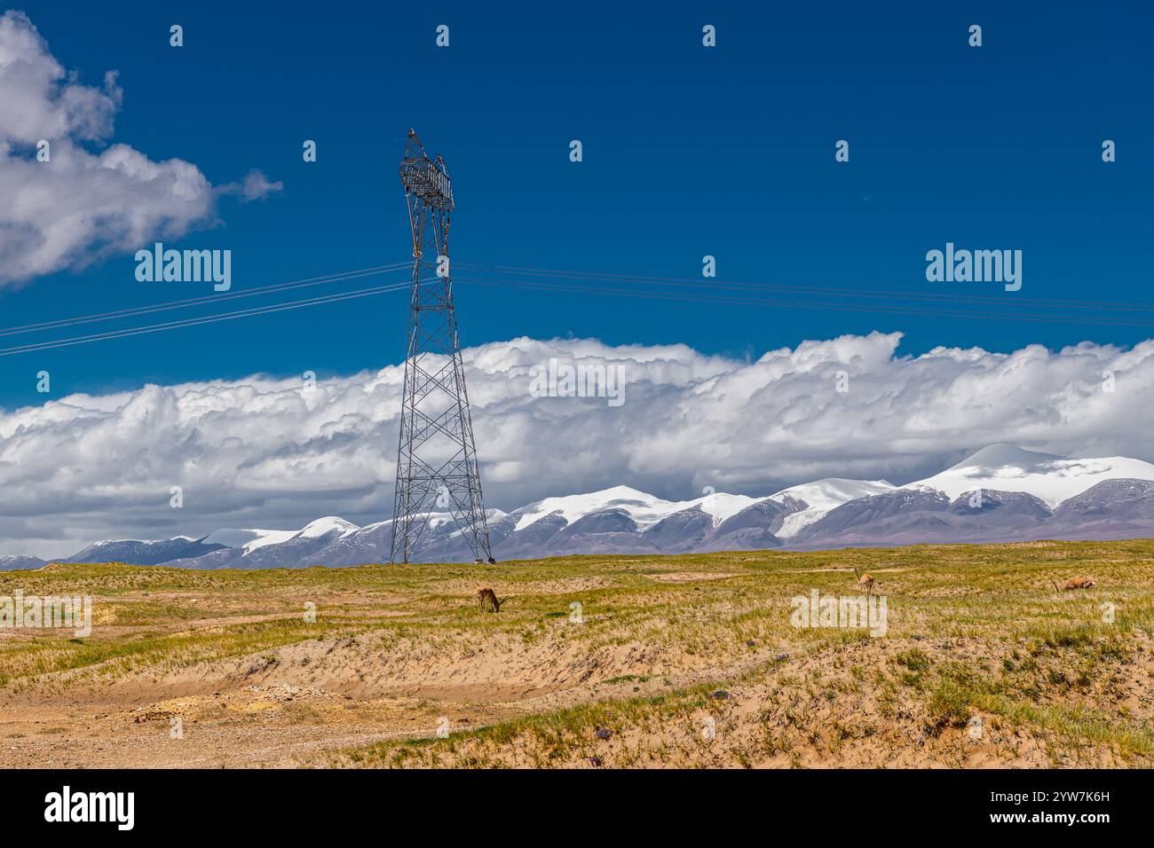 A group of wild Tibetan antelopes on the Qinghai-Tibet Plateau with the ...