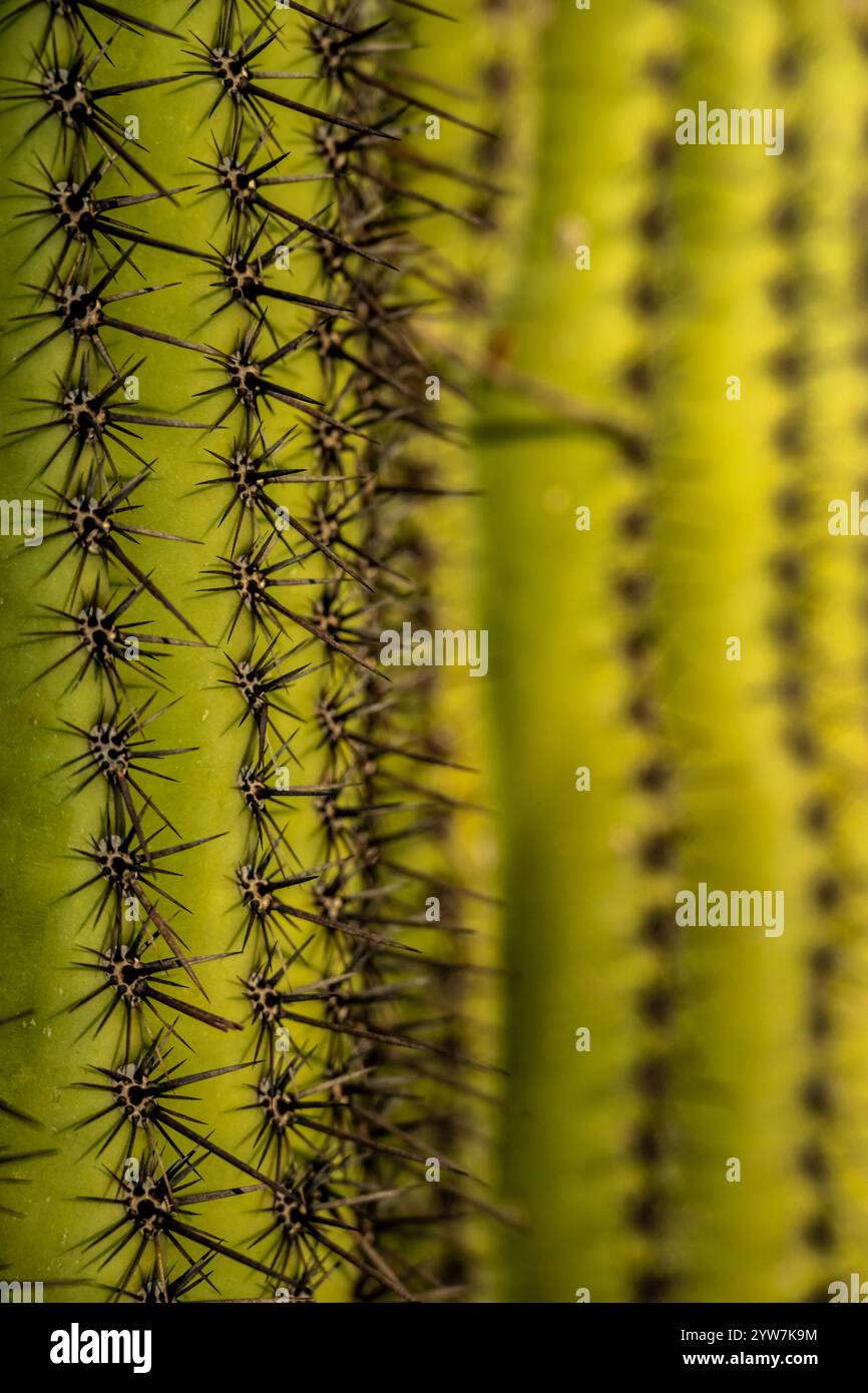 Close Up Edge Of Saguaro Cactus With Another In The Distance in Saguaro ...
