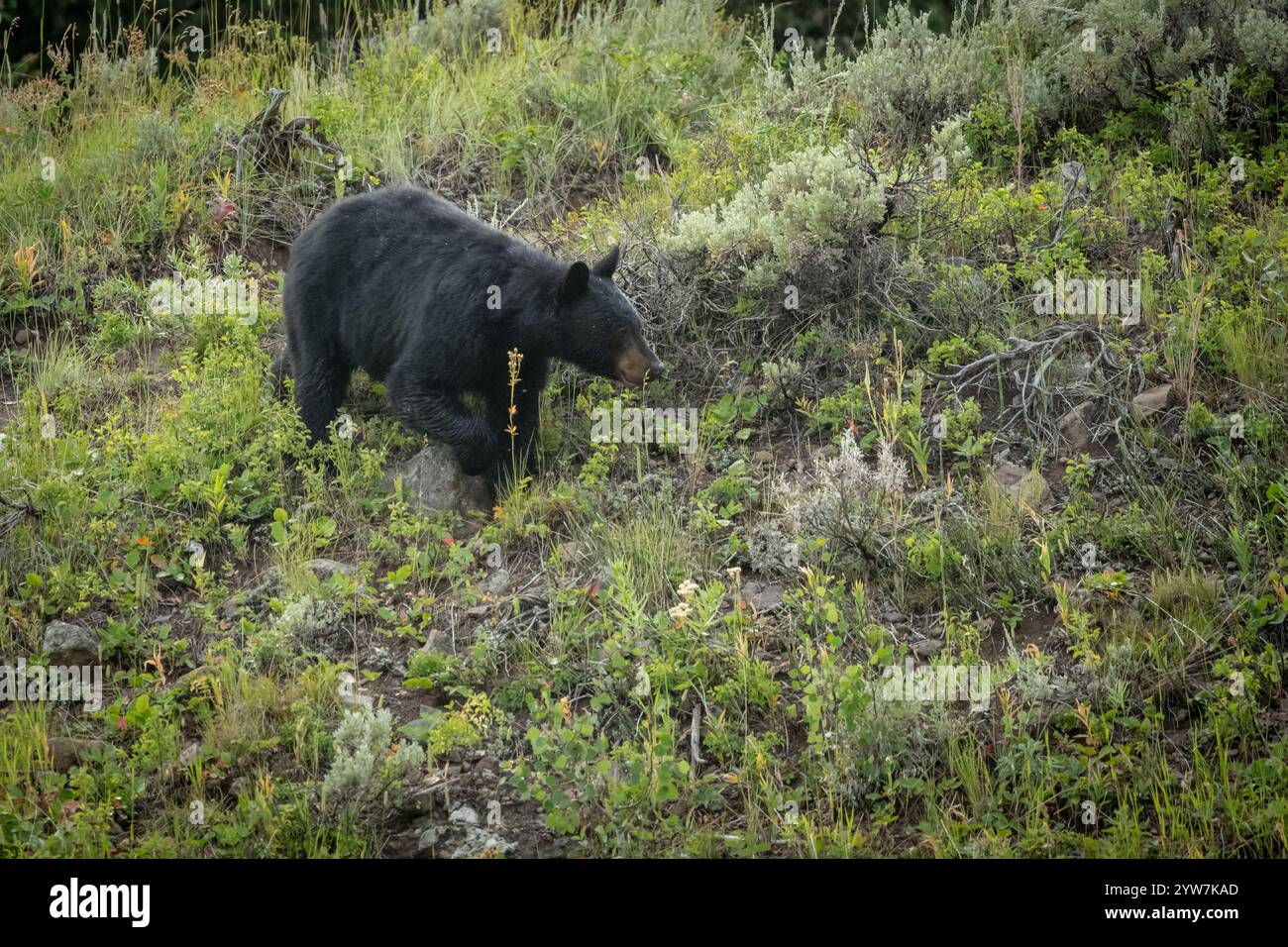 Black Bear Steps Over Large Rock On Hill Side Stock Photo - Alamy