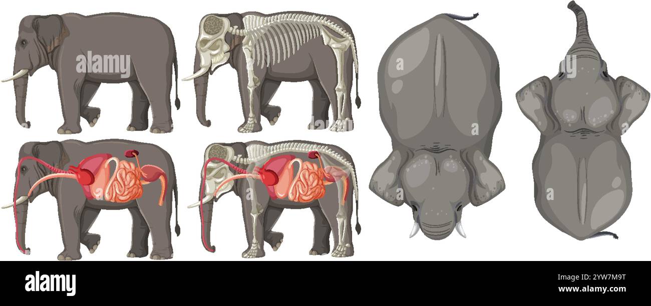 Detailed view of elephant anatomy and skeletal structure Stock Vector ...
