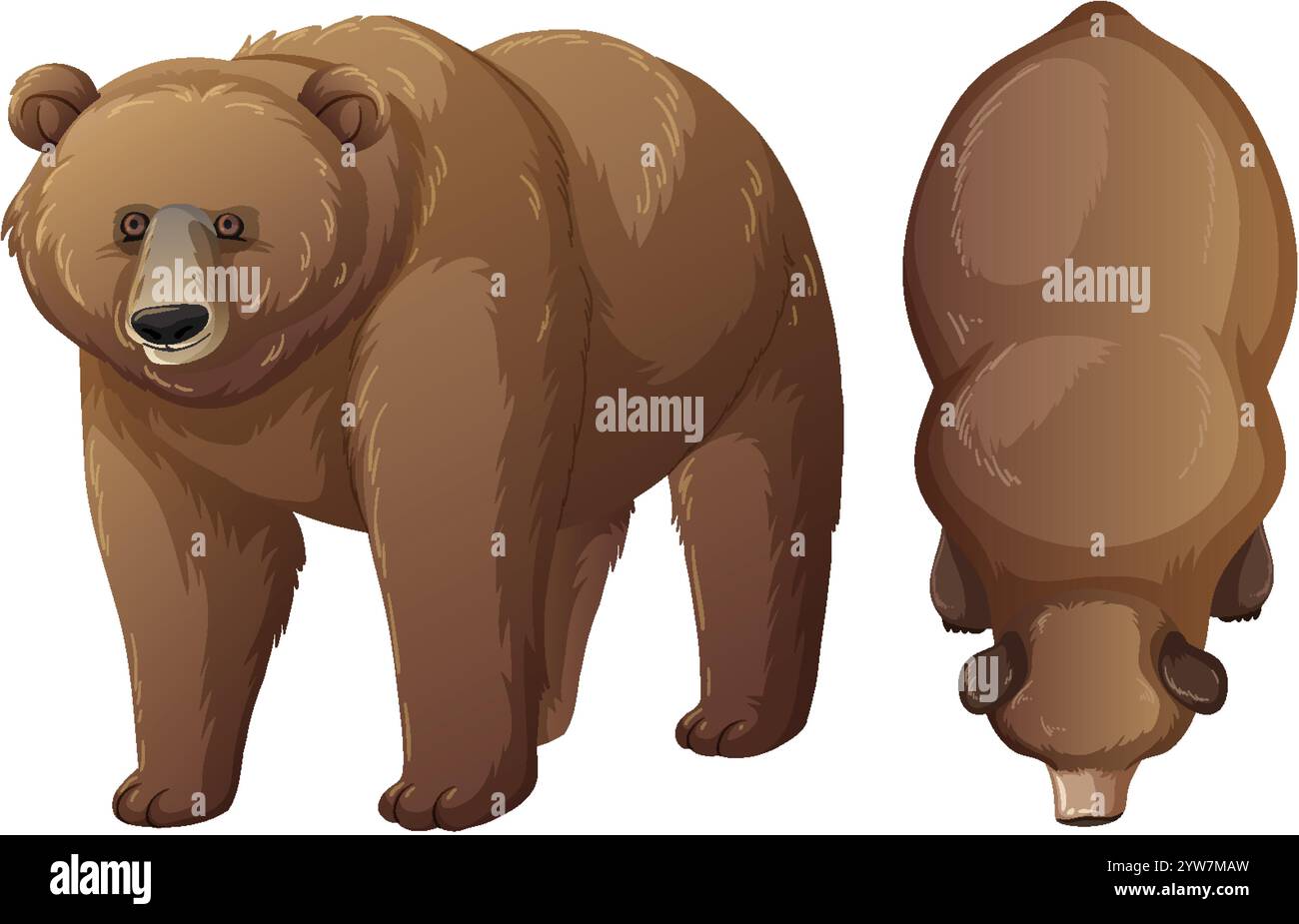 Illustration of two brown bears from different angles Stock Vector ...