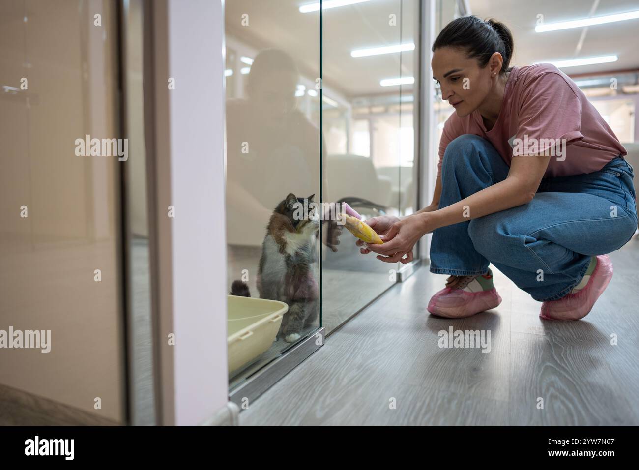 Woman staff at animal hotel introduce new cat to fish toy with scent ...