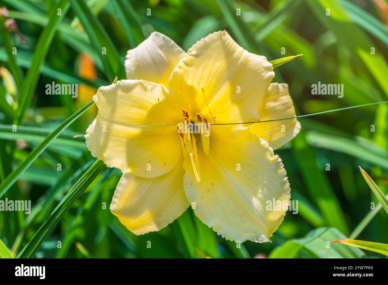 A yellow daylily flower, latin name Hemerocallis lilioasphodelus, at ...