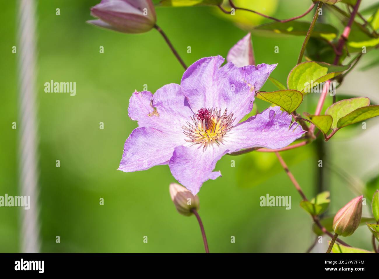Spring Flowering Downy Clematis (Clematis macropetala). Close up of ...