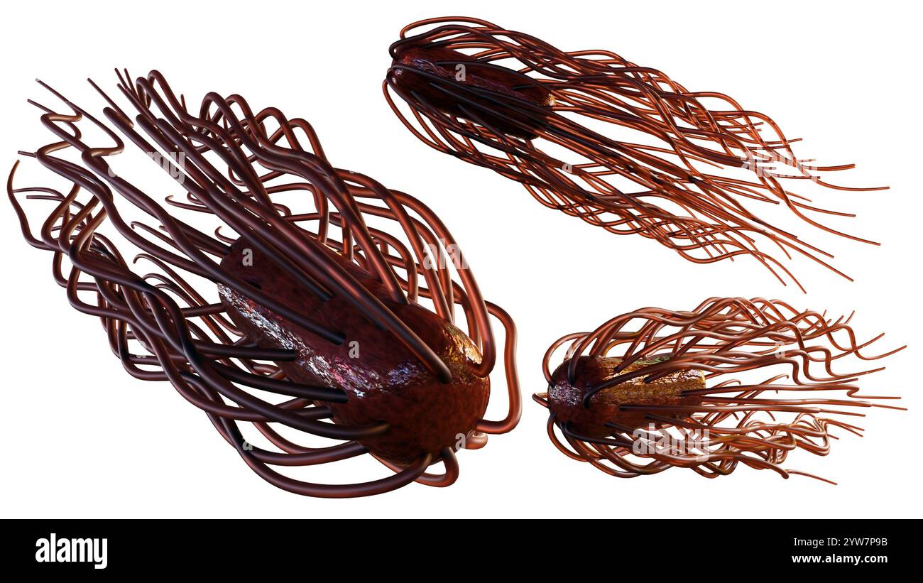 3d rendering of isolated Proteus mirabilis bacteria. This bacterium is ...