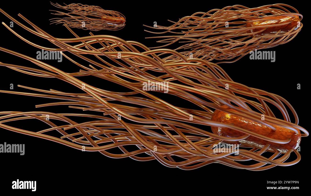 3d rendering of isolated Proteus mirabilis bacteria. This bacterium is ...