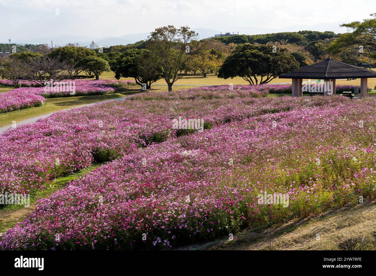 Cosmos field at Uminonakamichi Park in Fukuoka, Japan Stock Photo - Alamy