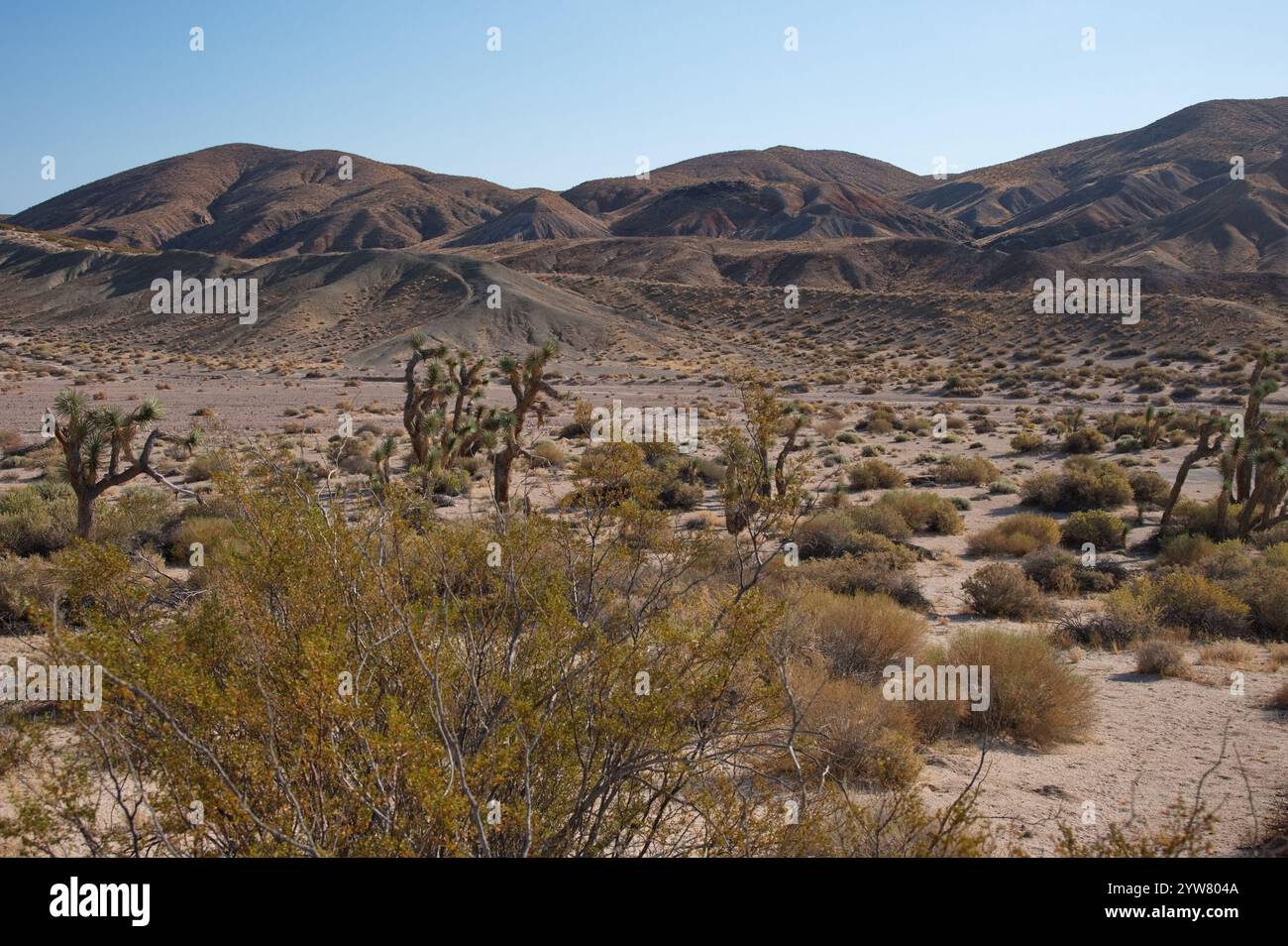 Joshua tree in desert landscape of American southwest Stock Photo - Alamy