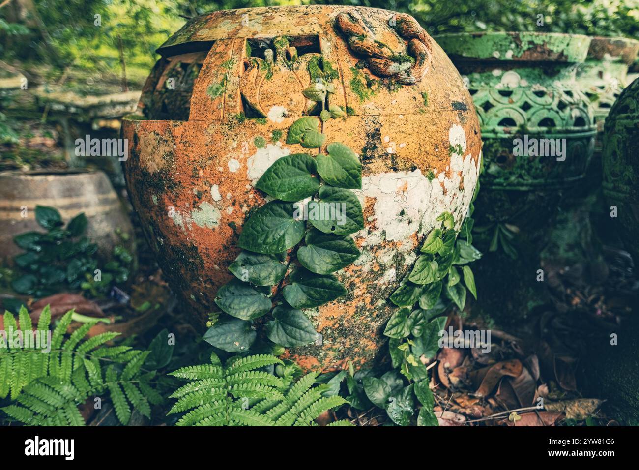 Old clay pots covered with moss and ivy plants in the garden in ...