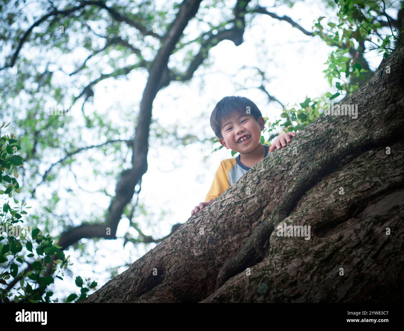Travel image with children Giant camphor tree in Shizushima Mitoyo City ...