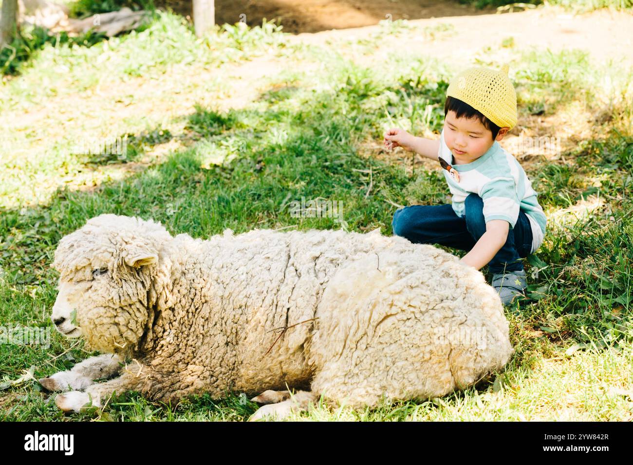 Boy touching sheep Stock Photo - Alamy