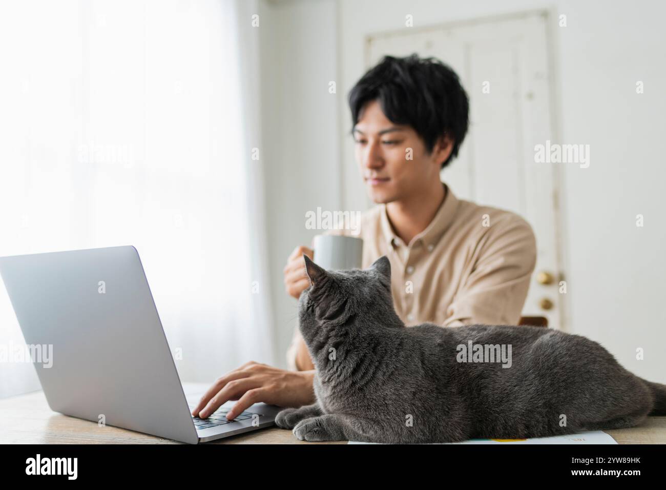 Man and cat working remotely Stock Photo - Alamy